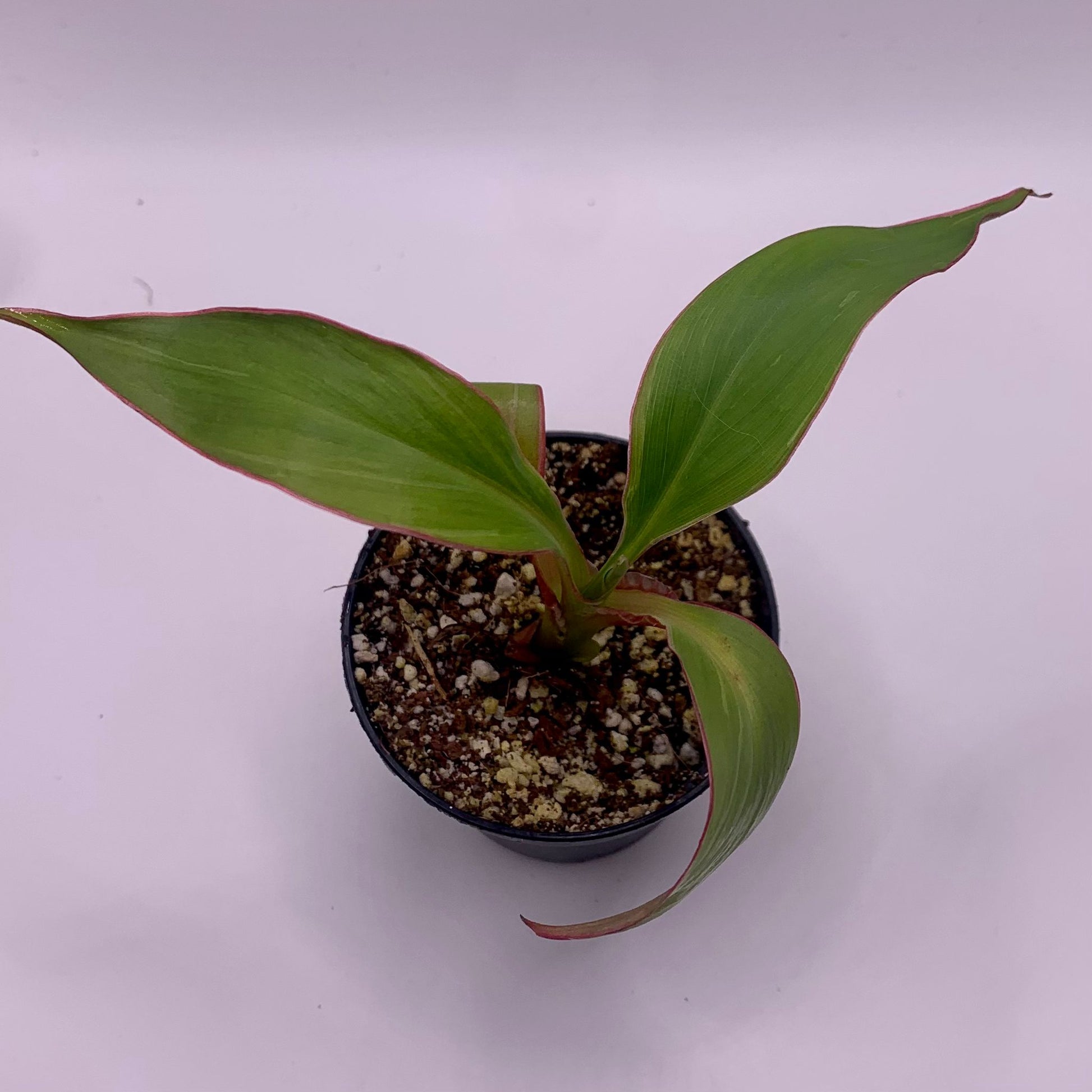 Musa NoNo - Pink Banana – Luna's Plants