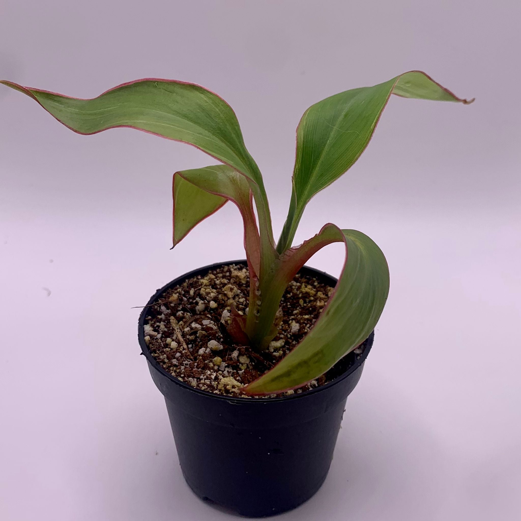 Musa NoNo - Pink Banana – Luna's Plants