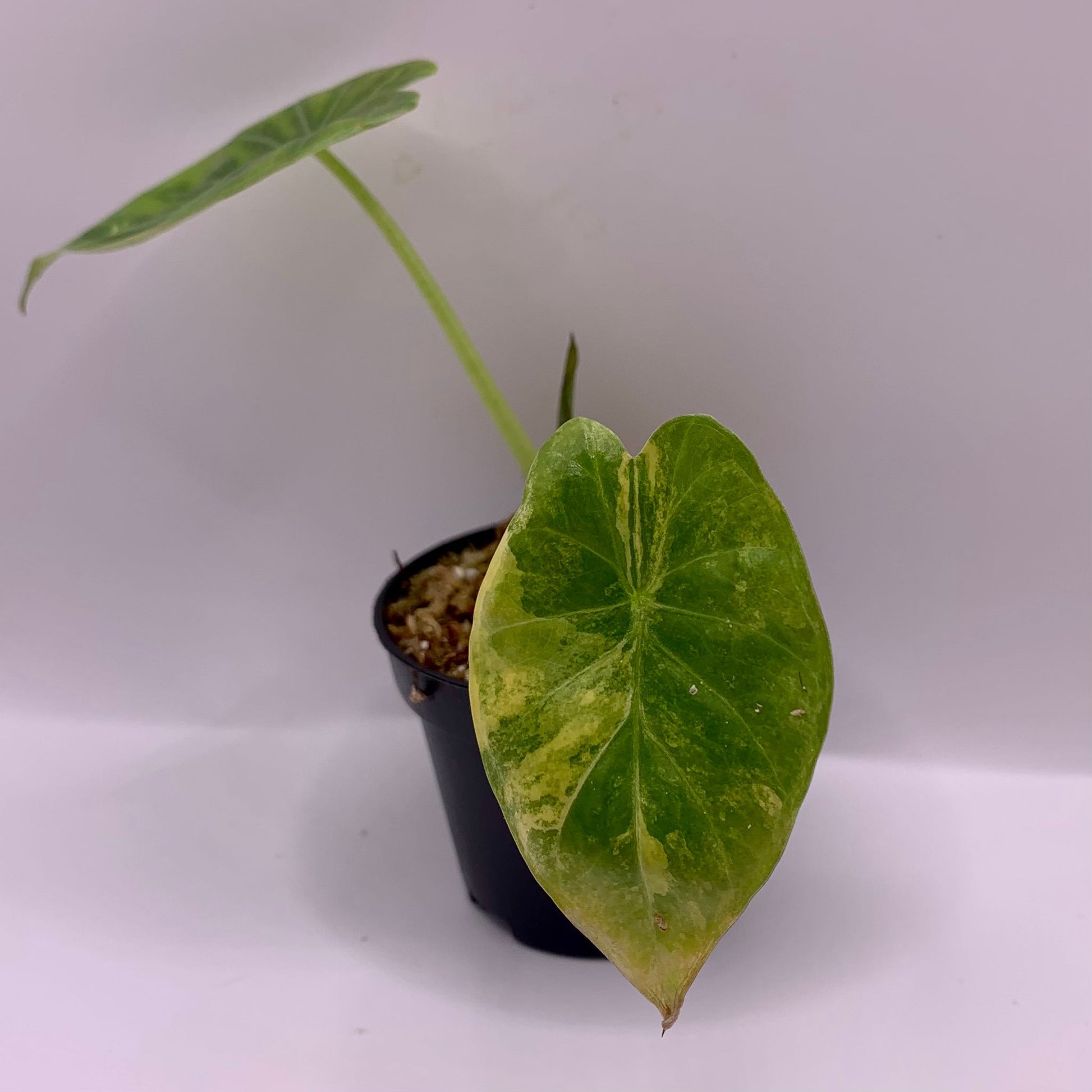 Alocasia Regal Shield Variegata – Luna's Plants