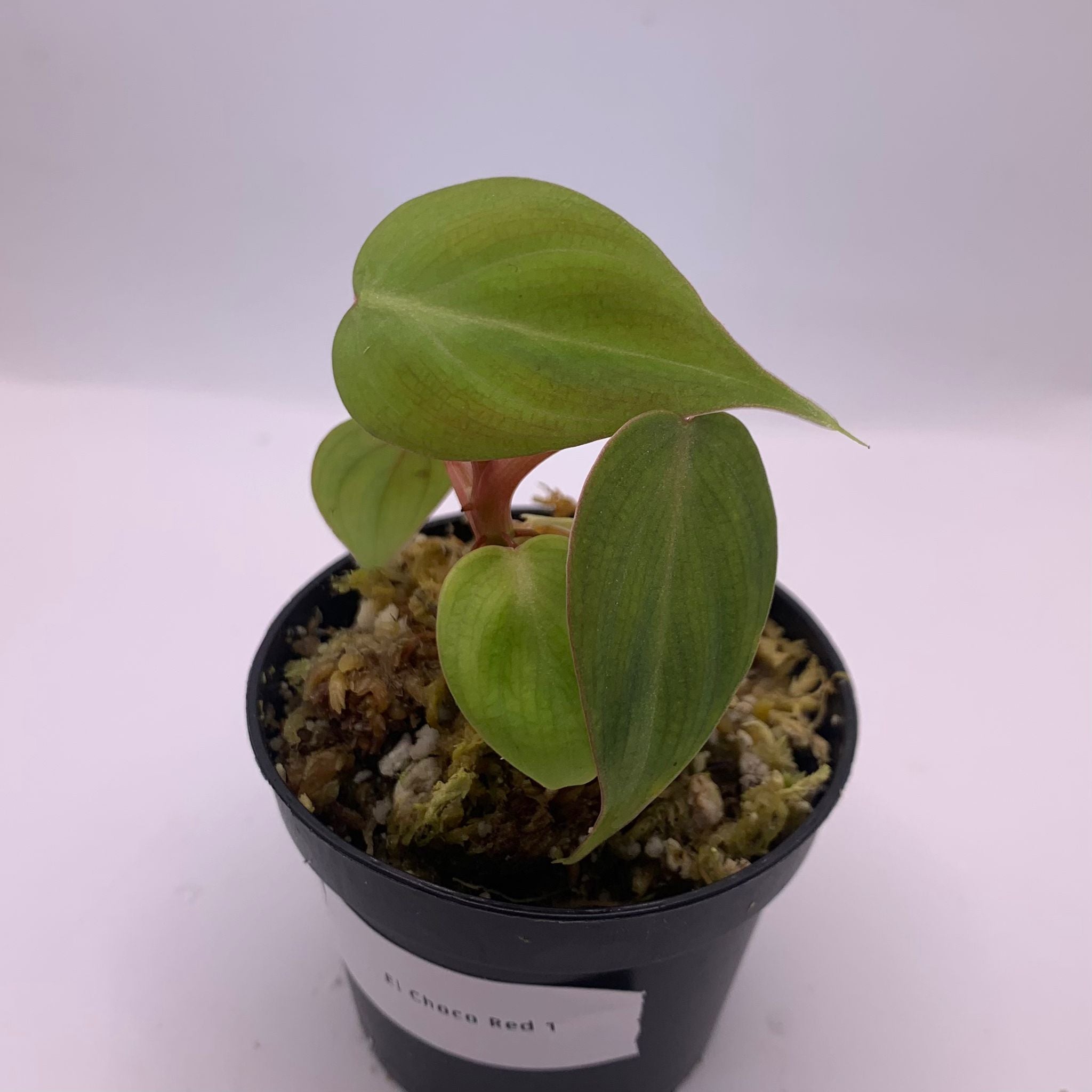 Philodendron El Choco Red – Luna's Plants