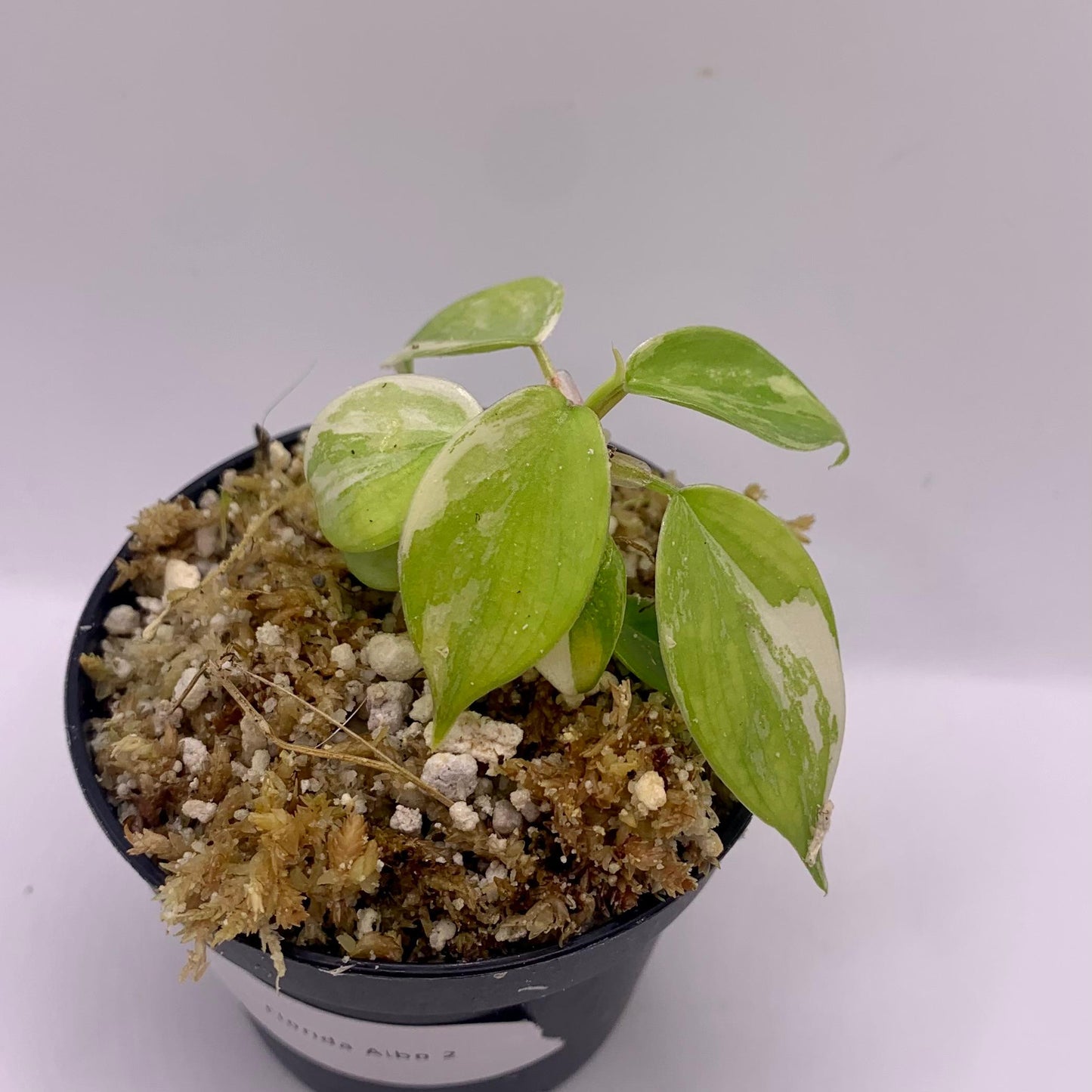 Philodendron Florida Beauty Albo Variegata – Luna's Plants