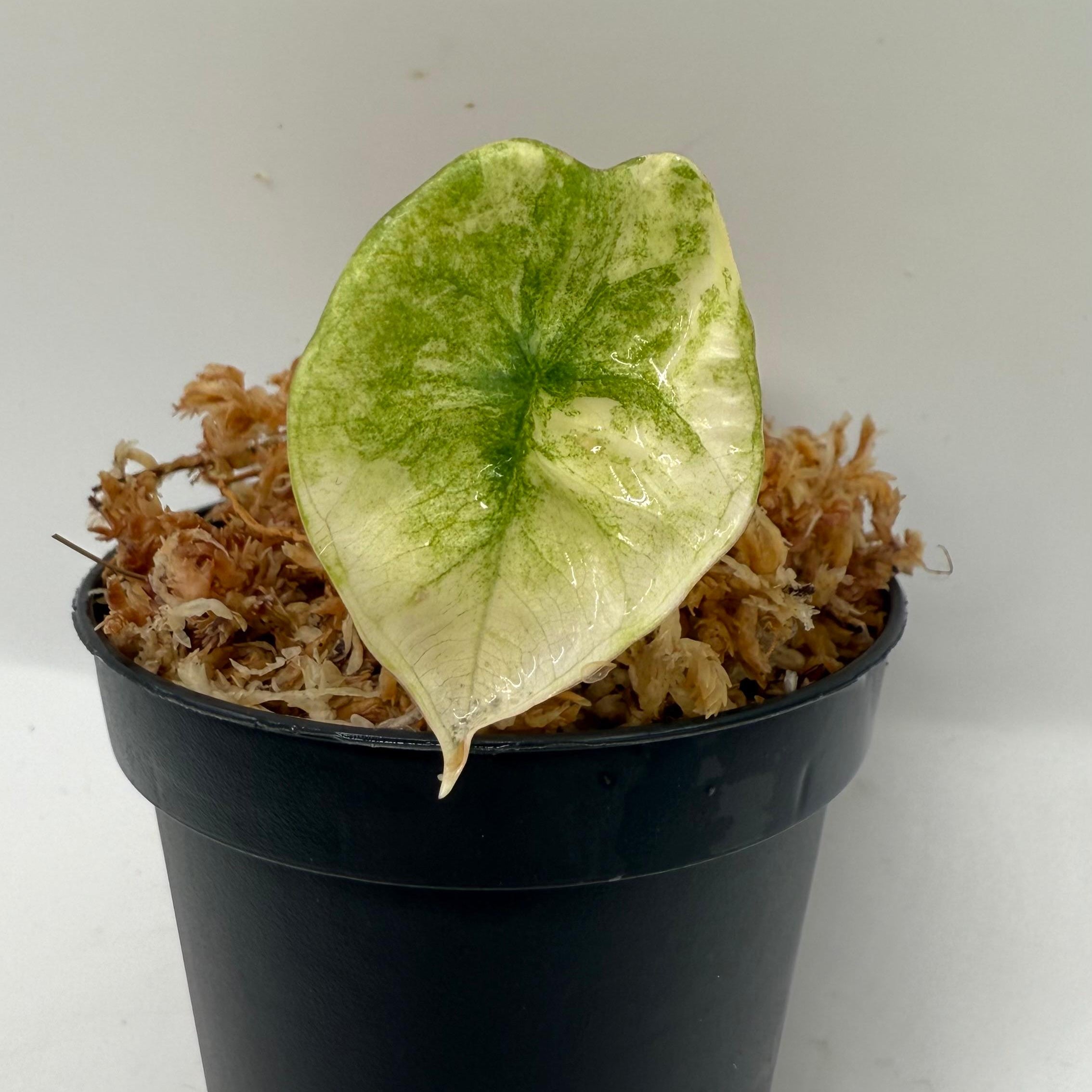 Alocasia Nebula Aurea Variegata – Luna's Plants